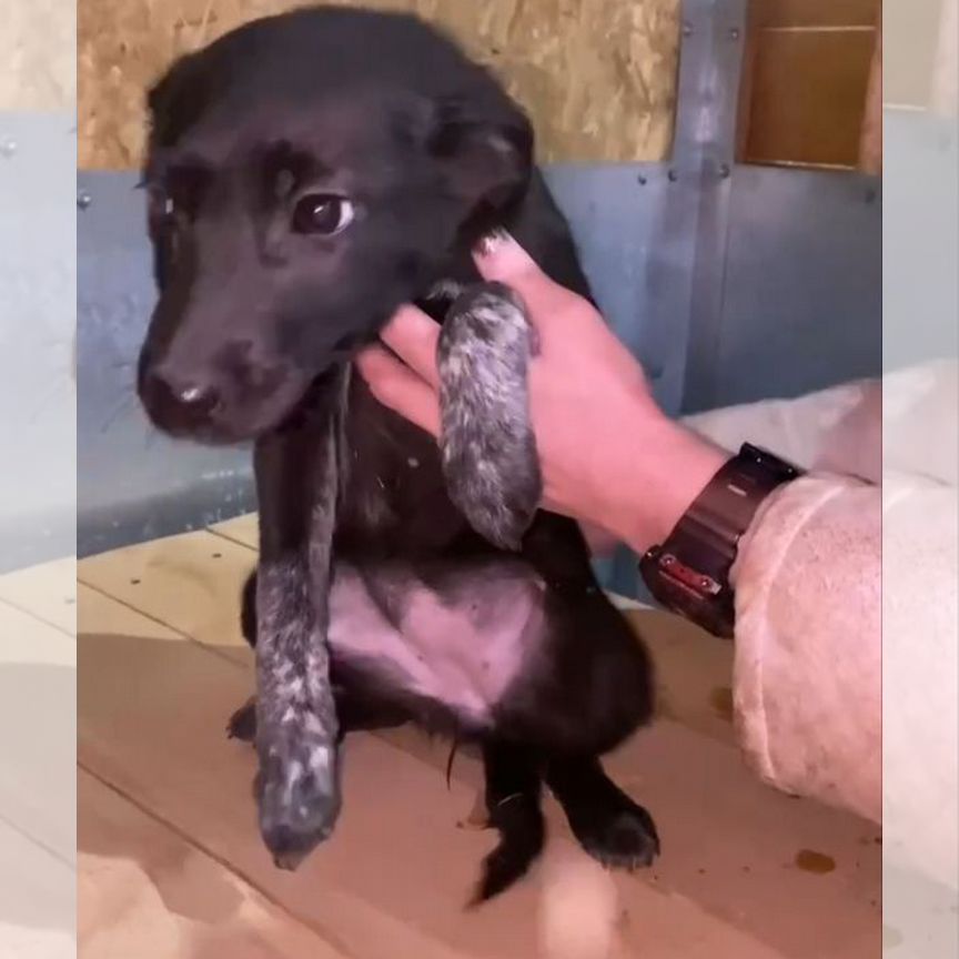 Щенок в добрые руки