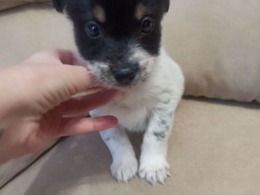 Собака Джек рассел терьер