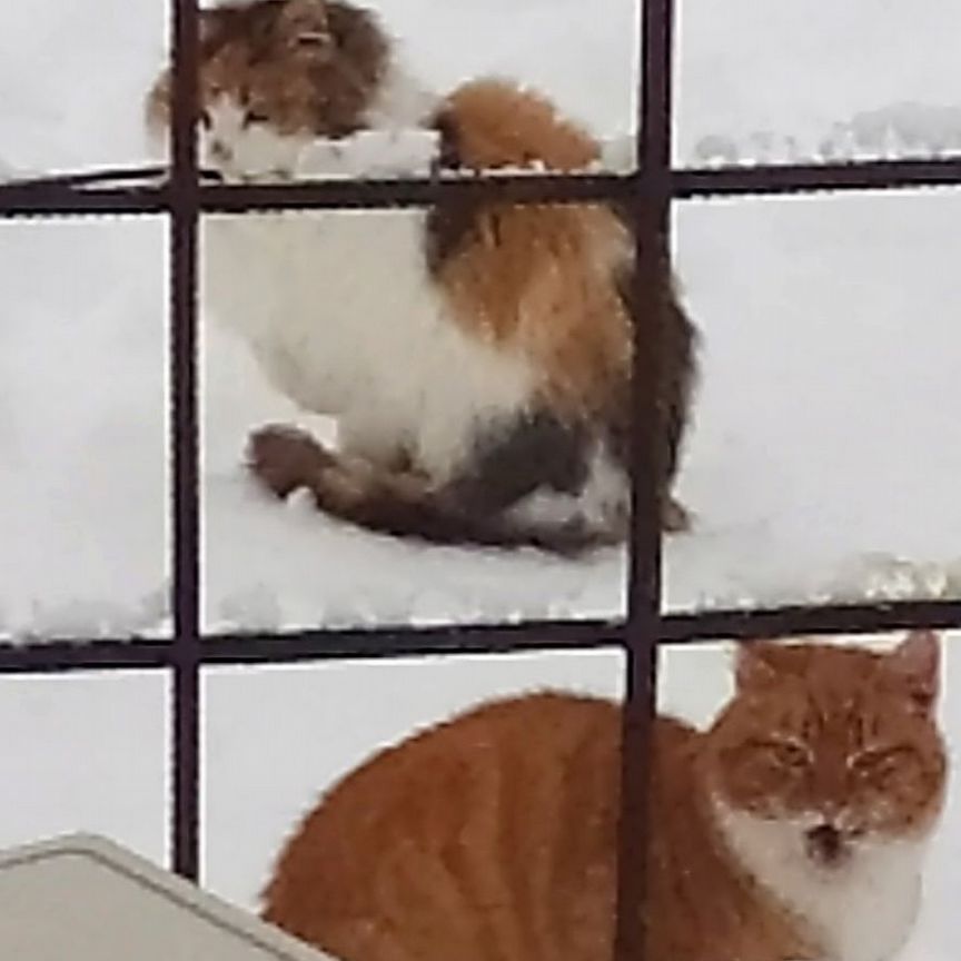 Взрослая, Девочка кошка в добрые руки