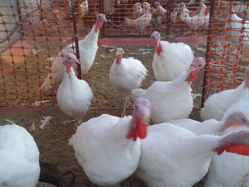 Индюки и индюшки, петушки породные