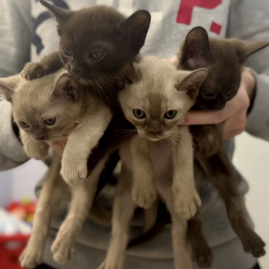 Европейский бурманский котёнок