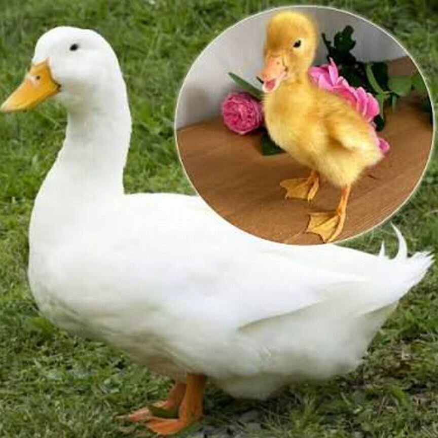 Утята бройлерные подрощенные