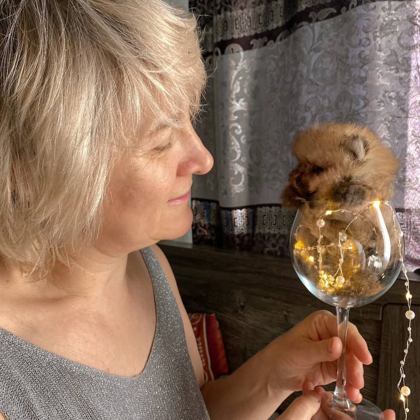 Шпиц микро мальчик