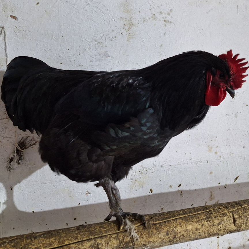 Погодные петухи