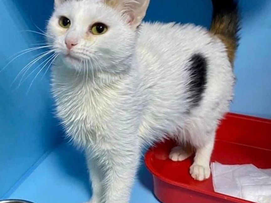 Трехцветная кошечка плачет в боксе