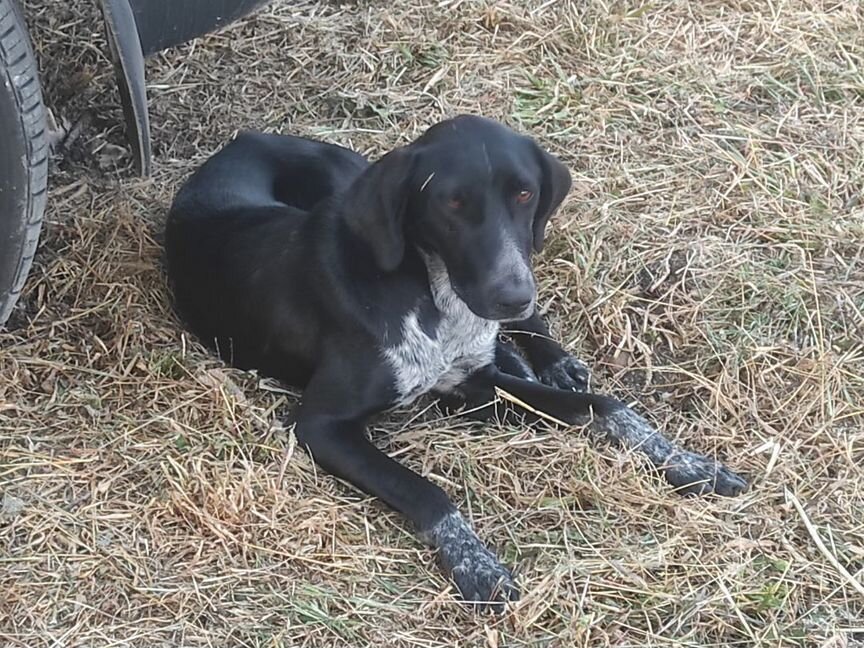 Курцхаар потерялась