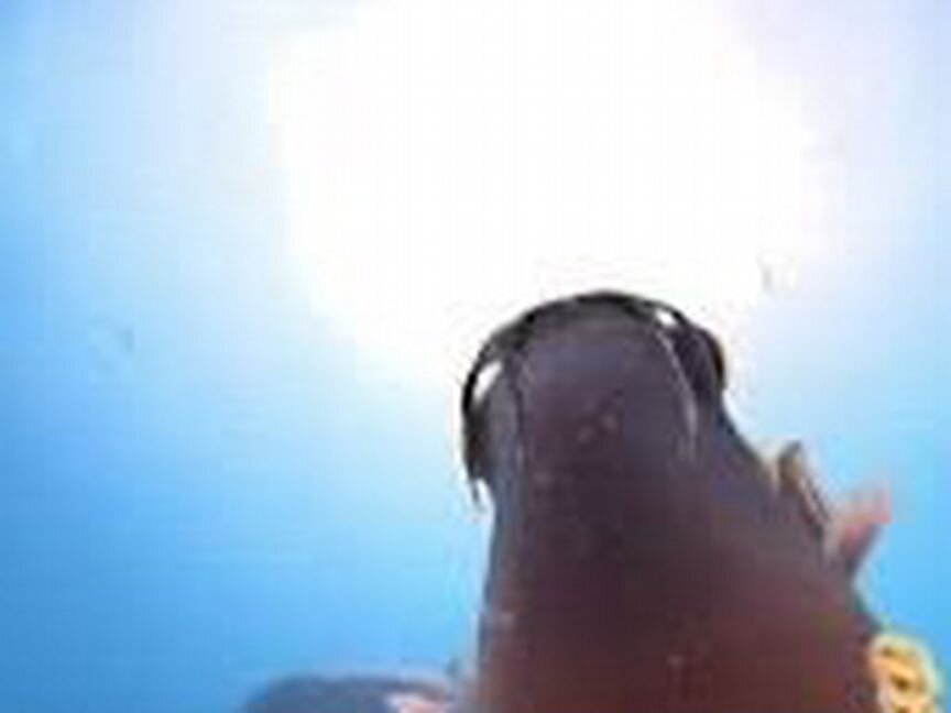 Консультация по аквариумистике