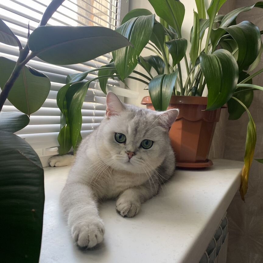 Британский кот