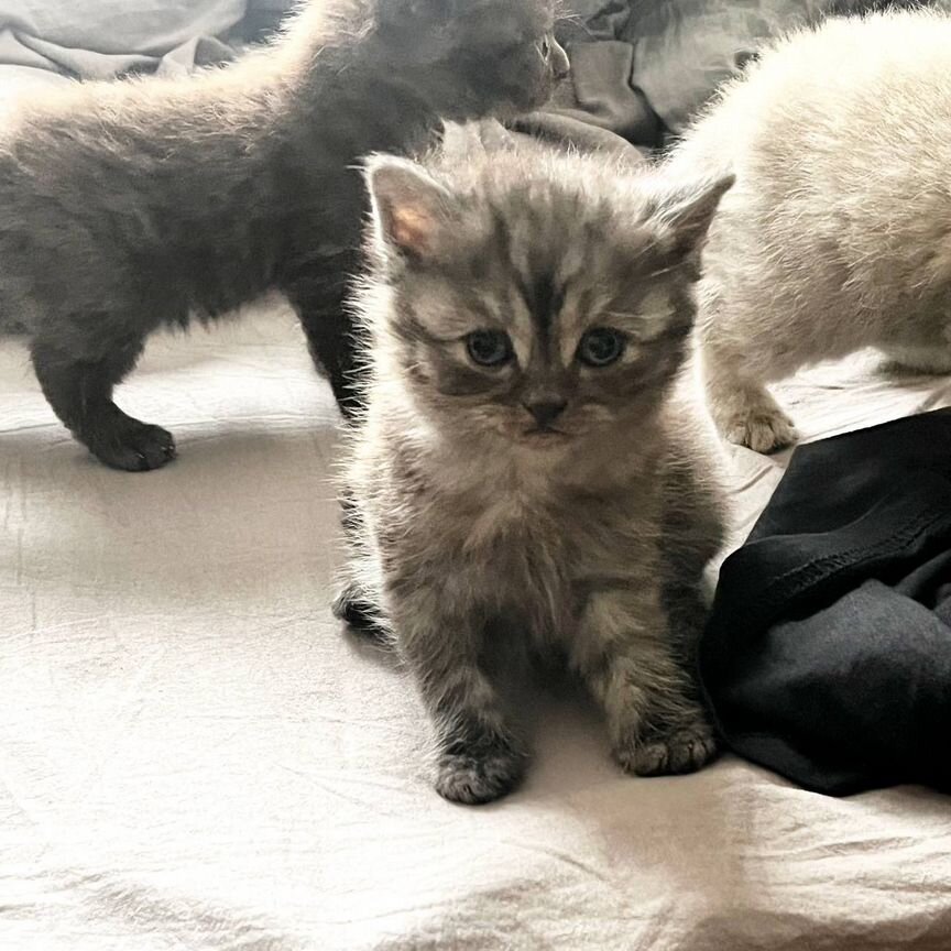 Котята шотландцы вислоухие