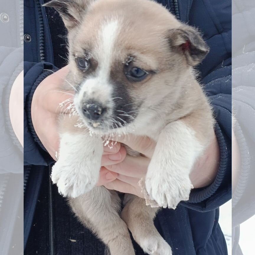 Щенок в добрые руки