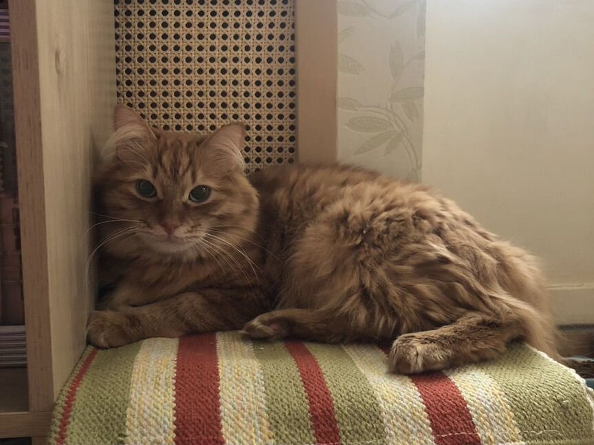Кот Алекс