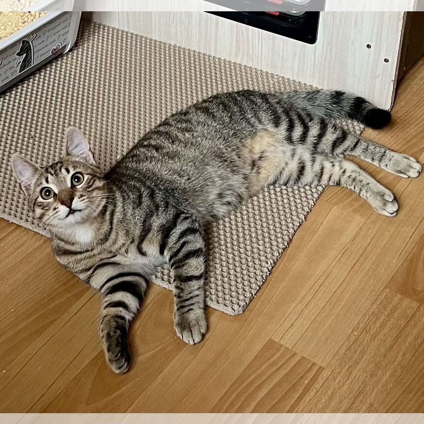 Милый котенок, ласковый и игривый тигренок