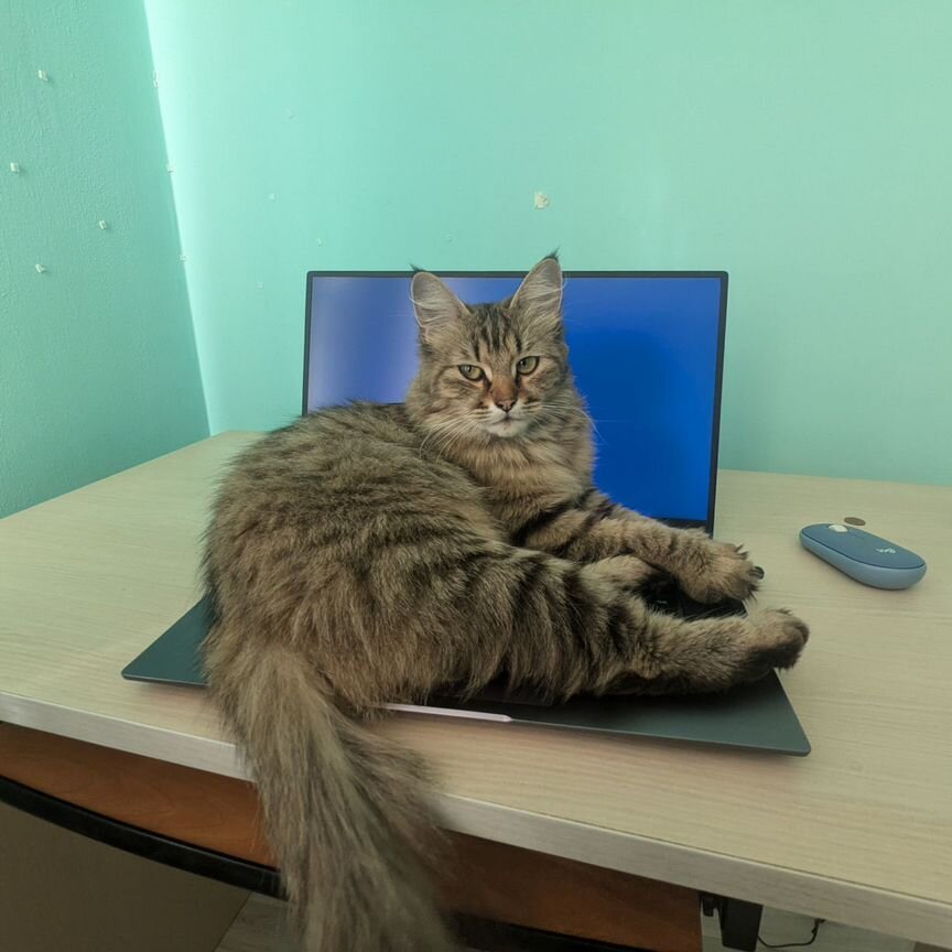 Найдена кошка мейнкун