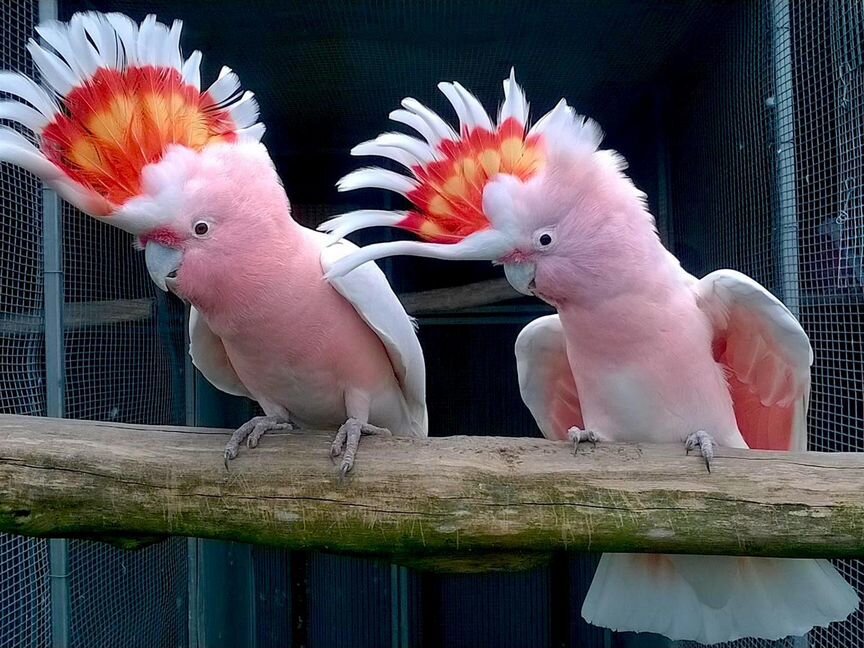 Какаду Инка