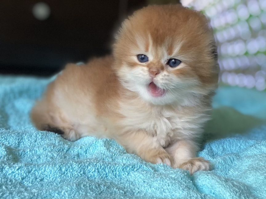 Шотландский котик хайленд фолд