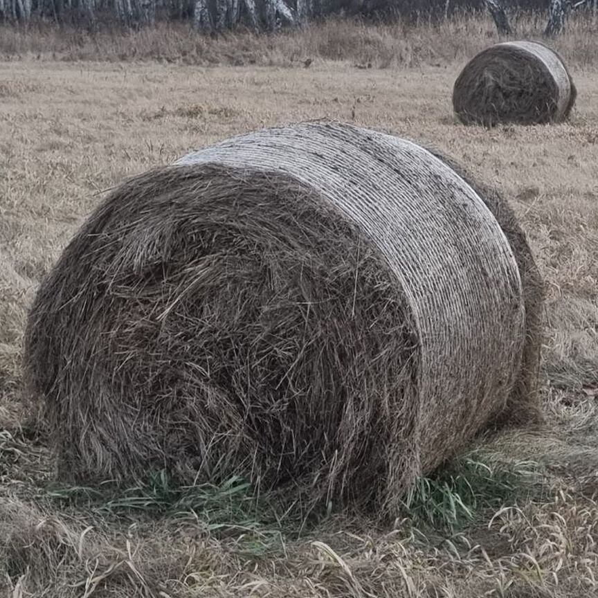 Сено в рулонах