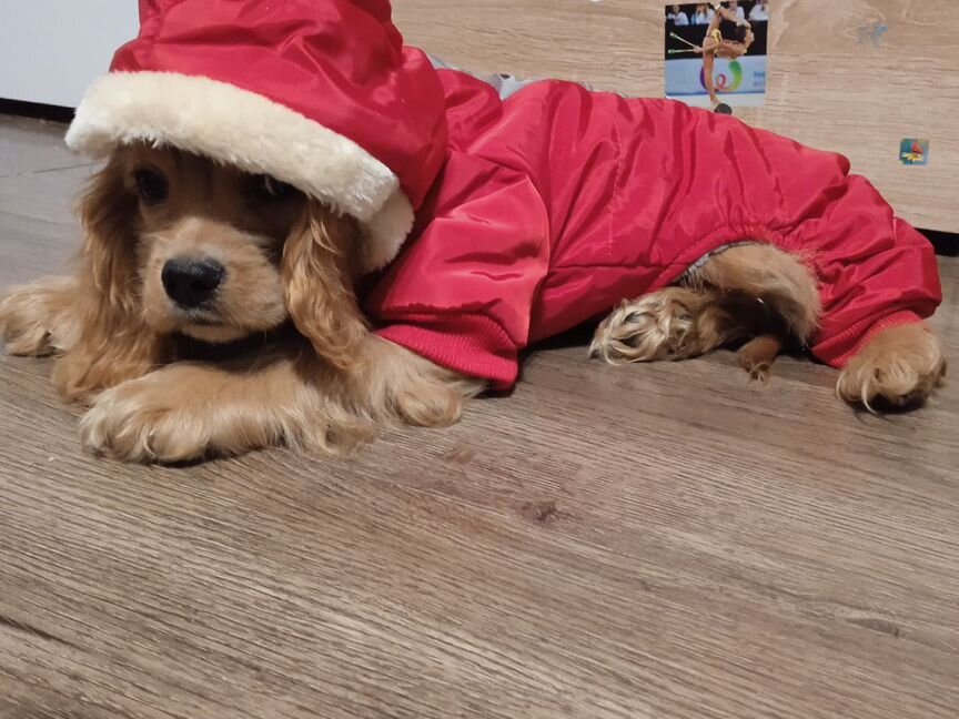 Щенок американского кокер-спаниеля