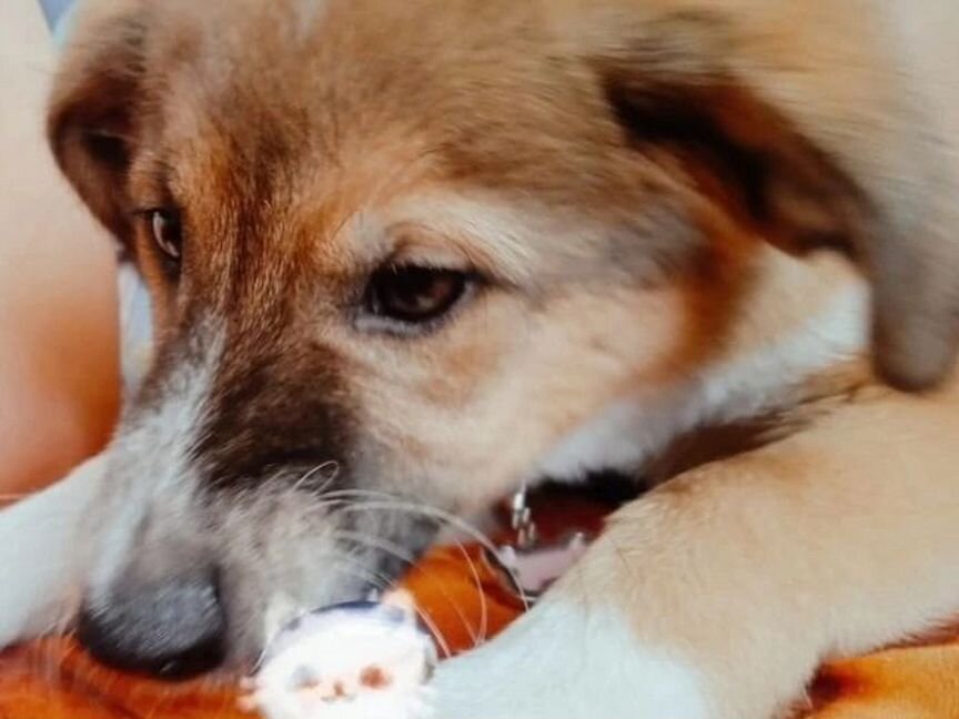 Рокки ищет дом