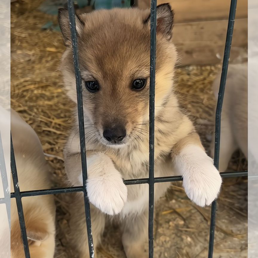 Западносибирская лайка, щенок