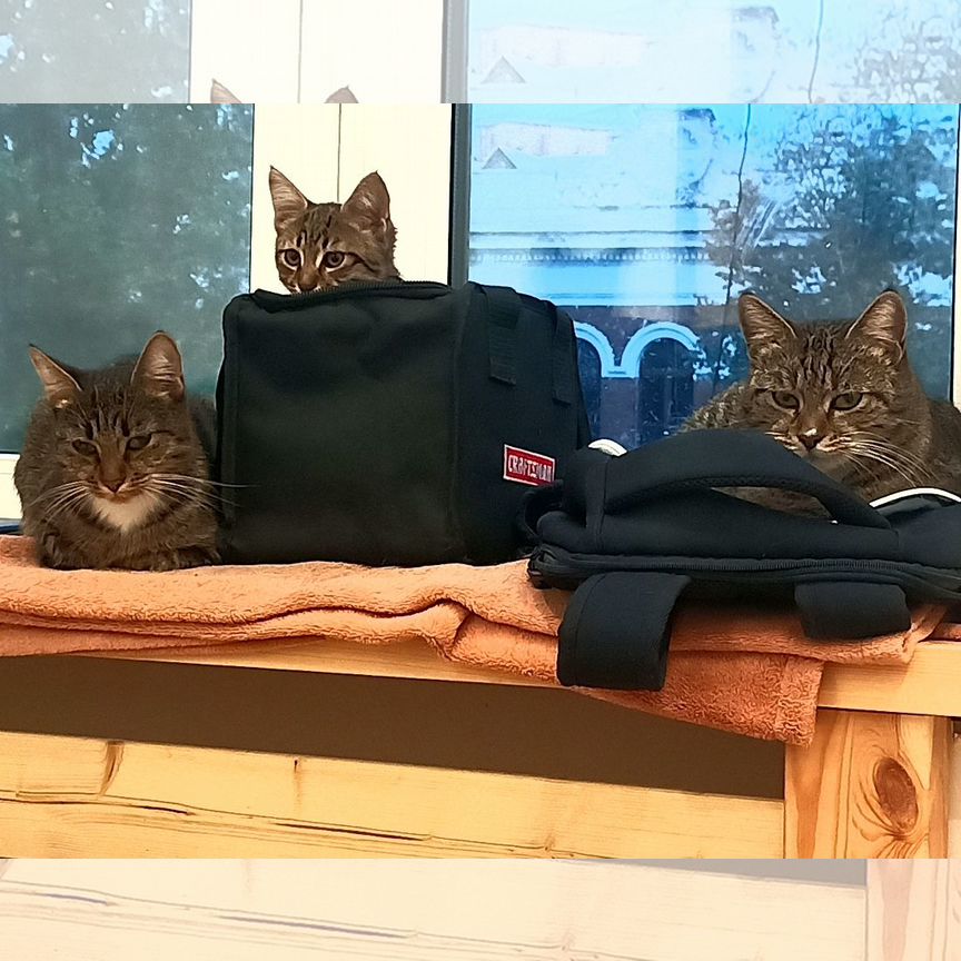 Очень ласковый котенок)