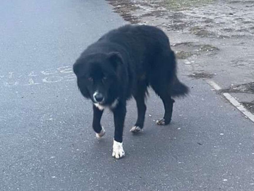 Чья собака потеряшка на квартале