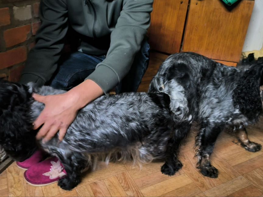 Щенки русского спаниеля