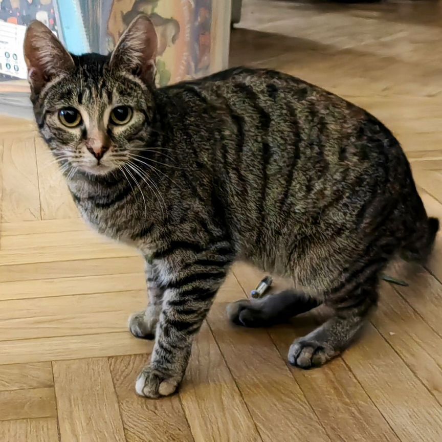 Котёнок в добрые руки