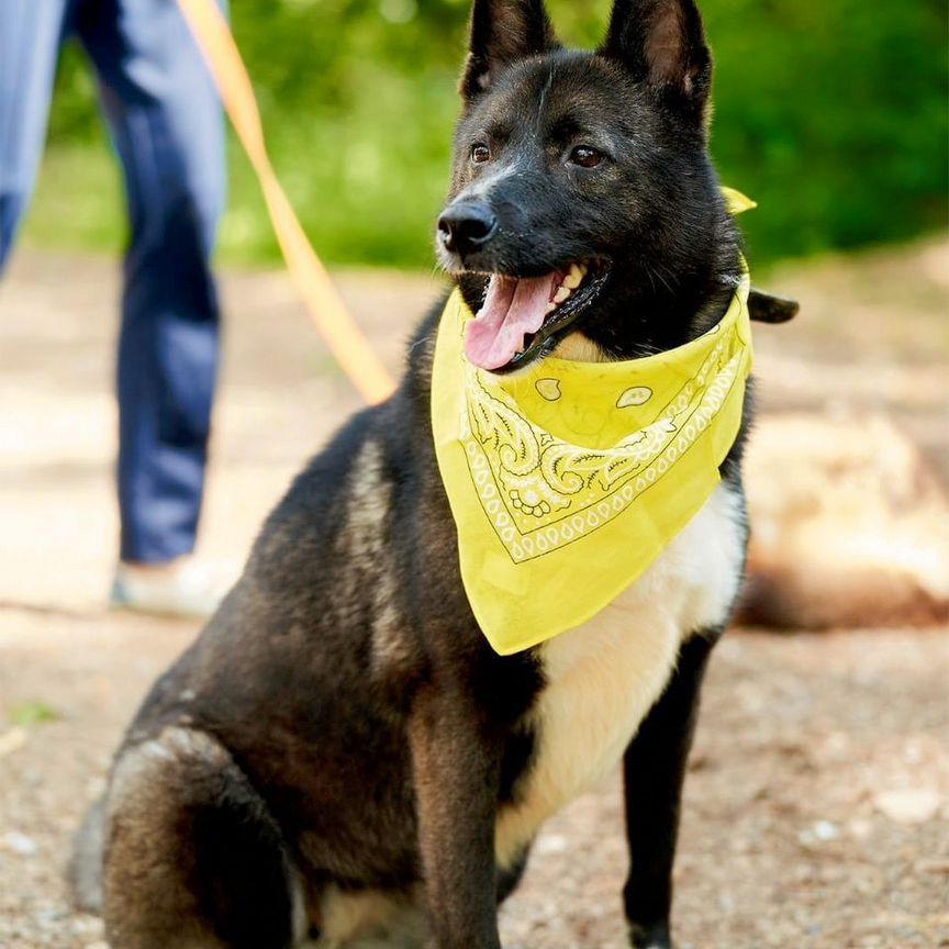 Красавица лайка ищет дом