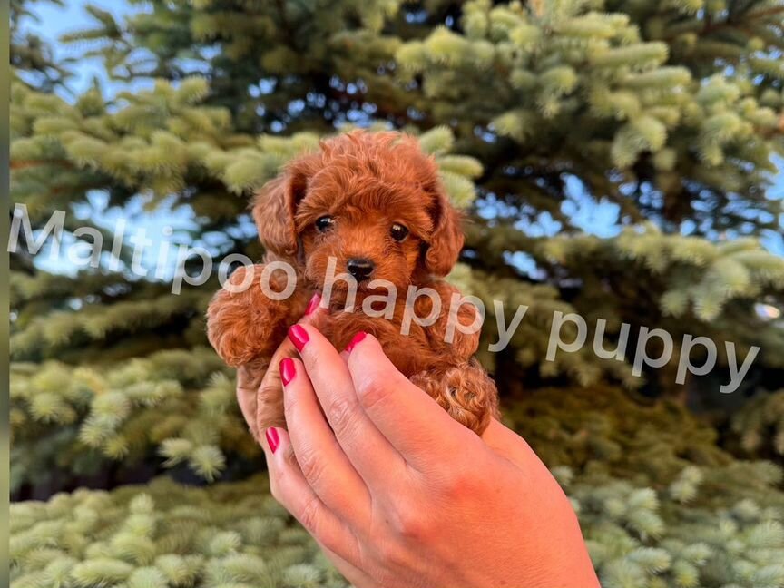 Тикап тедди пудель,той-пудель,мальтипу