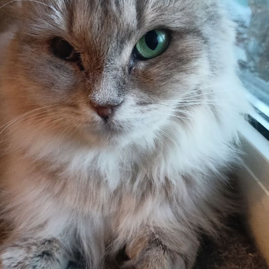 Кошка Лилушка хочет видеть