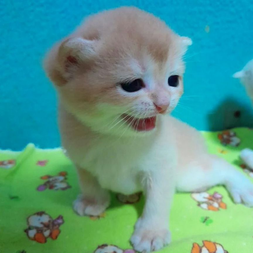 Британский короткошёрстный котёнок