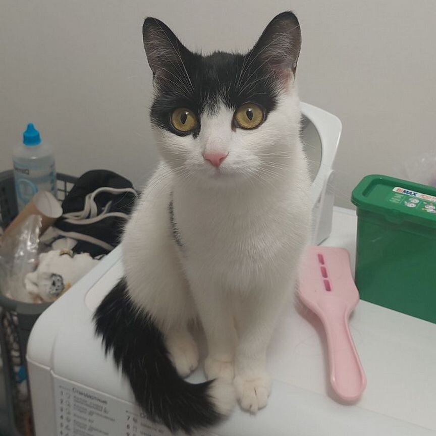 Взрослая кошка в добрые руки