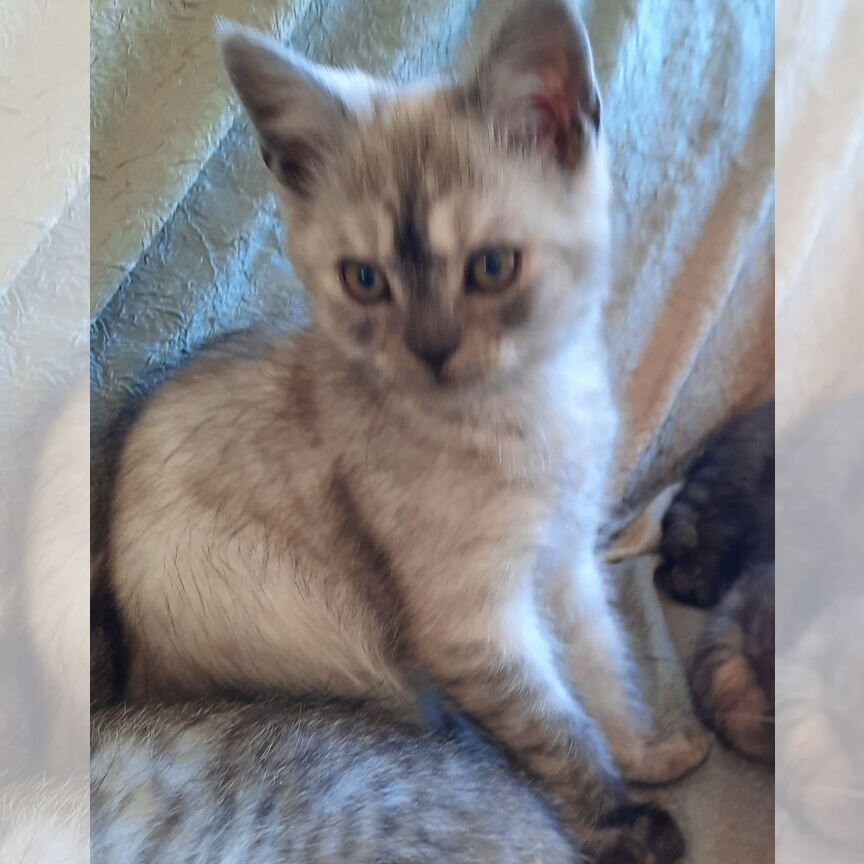 Шотландский вислоухий короткошёрстный котёнок