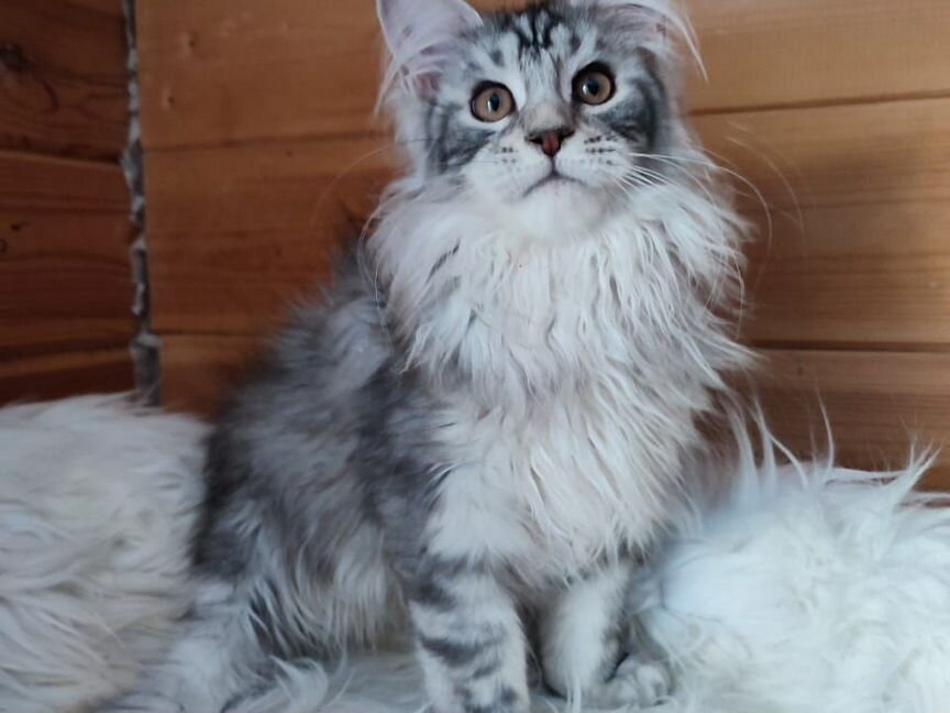 Котята мейн-кун