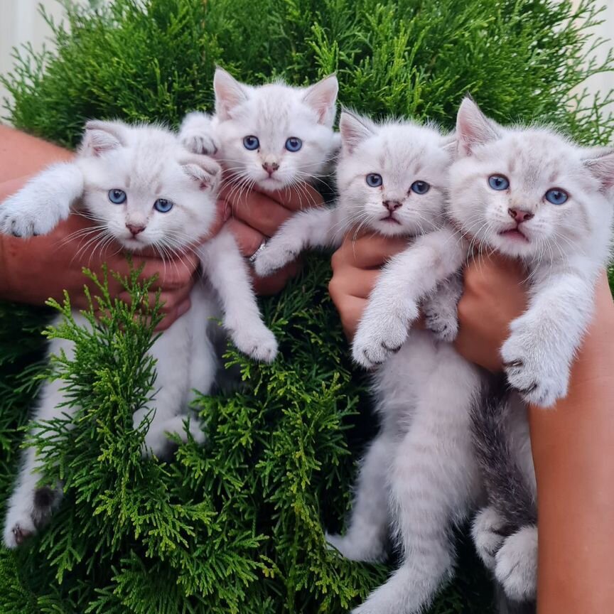 Вислоухие котята