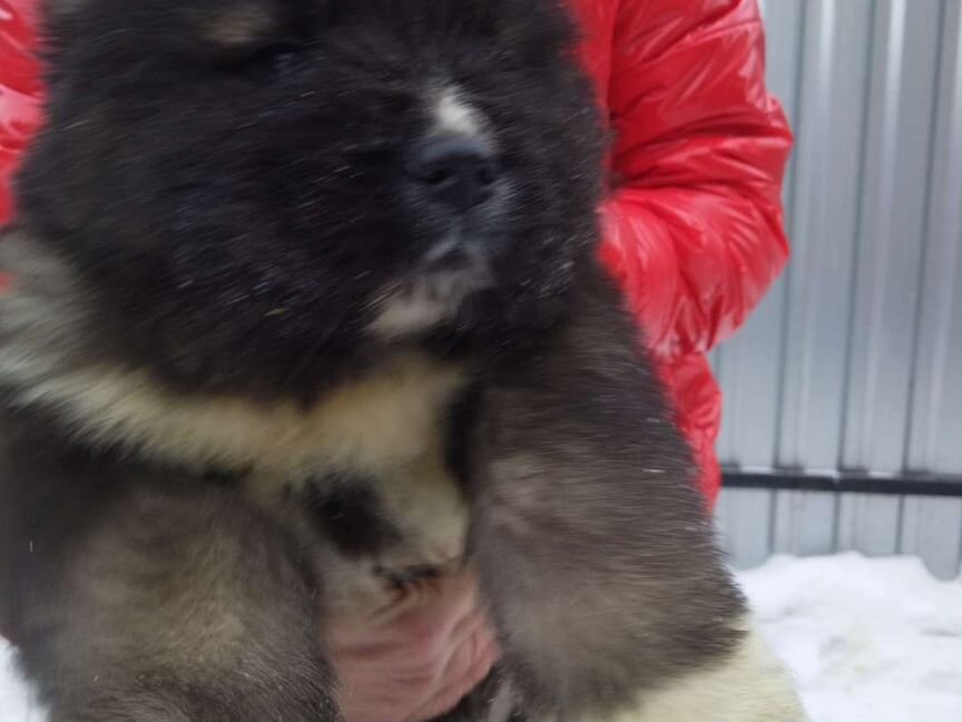 Кавказская овчарка, щенки, питомник