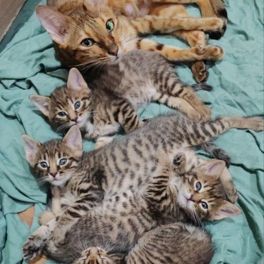 Котята