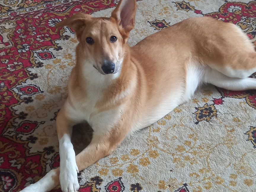 Собака в добрые руки отдам бесплатно