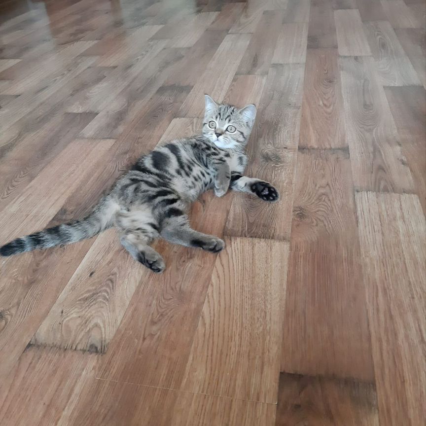 Шотландский котенок