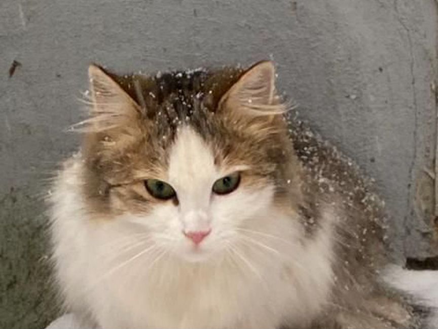 Кошка Красавица мерзнет на улице