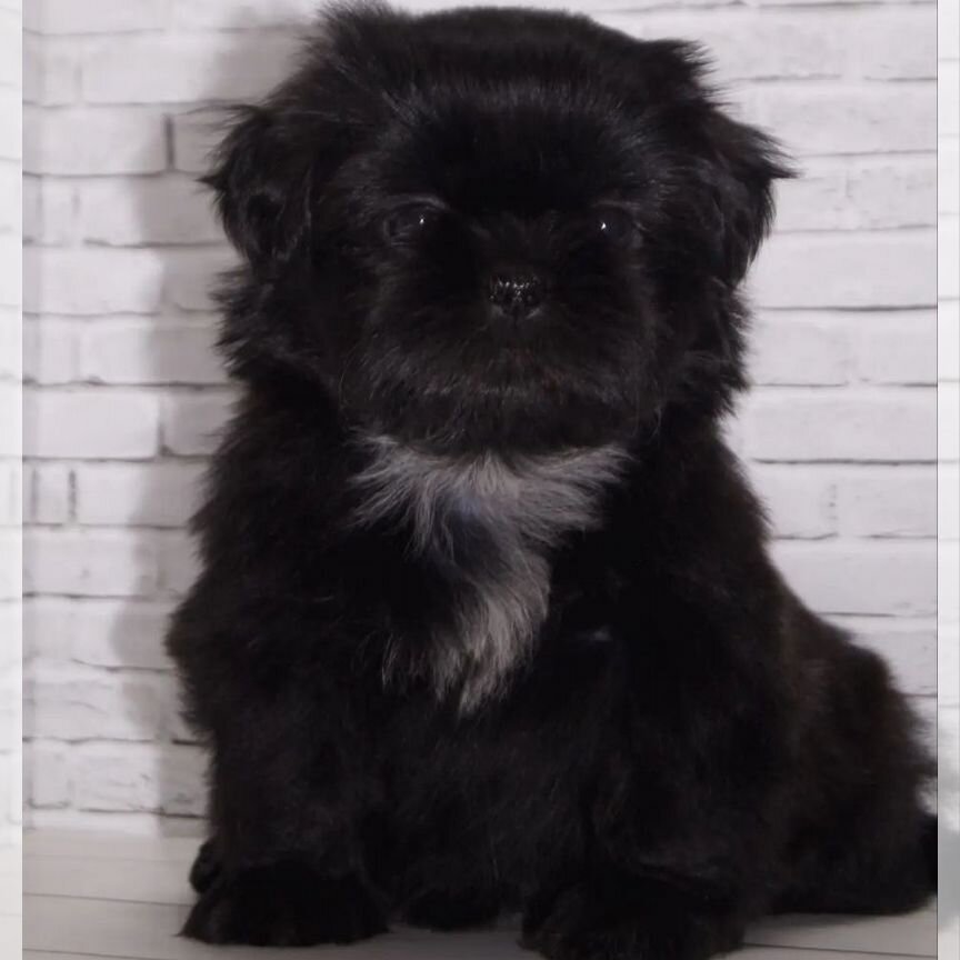 Ши-тцу, щенок