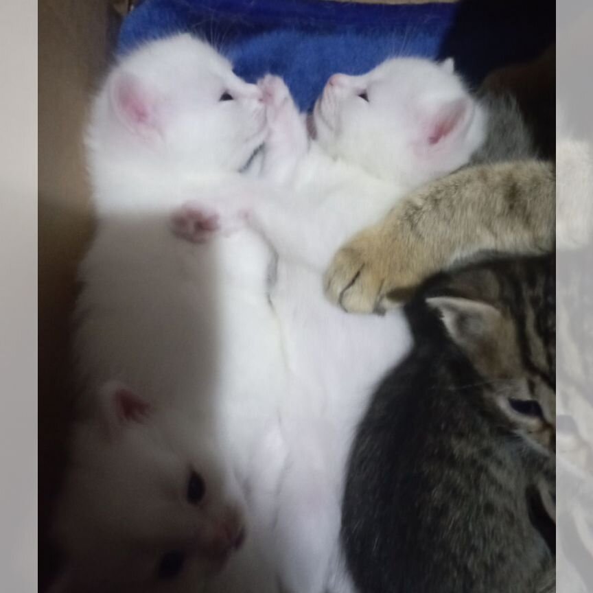 Котята в добрые руки мальчики белые, пушистые