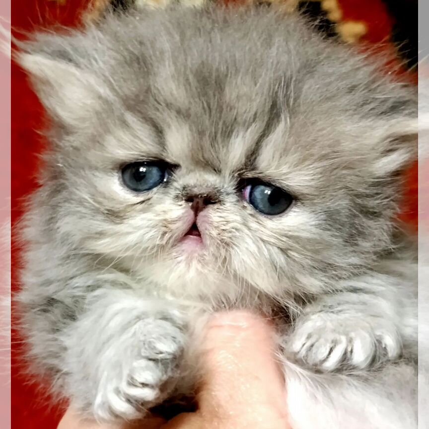 Экзотический короткошёрстный котёнок