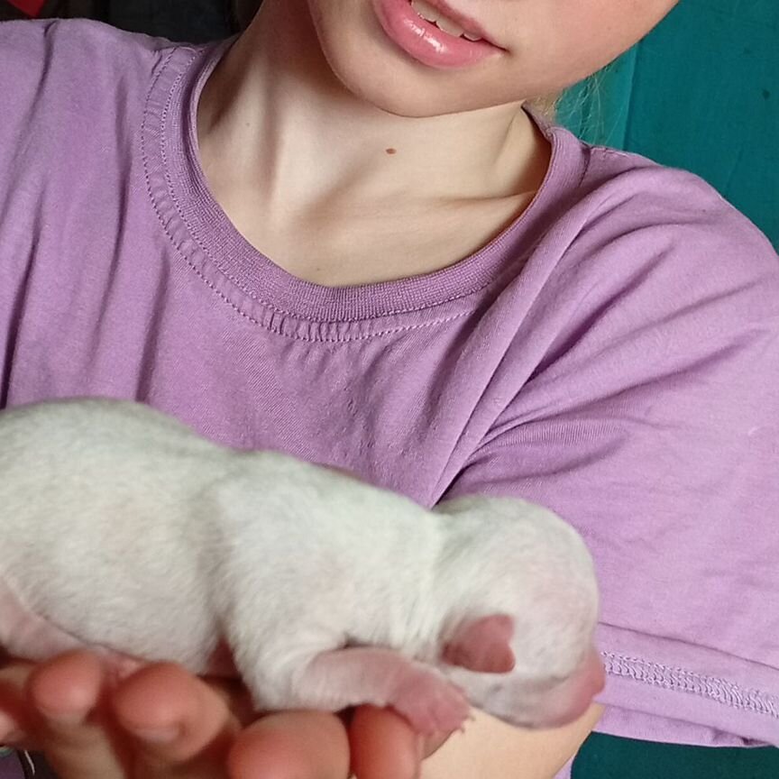 Чихуахуа, щенок