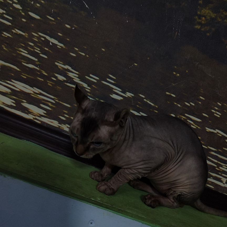 Кот, сфинкс