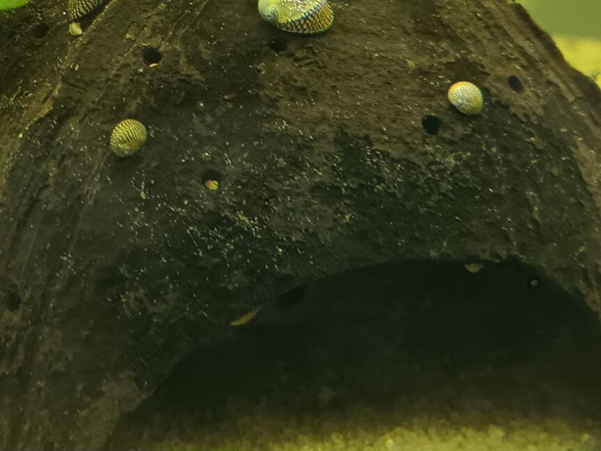 Теодоксус улитка