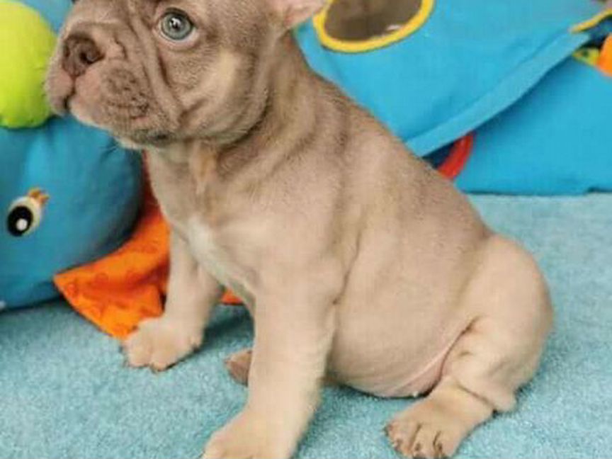 Щеночки французского бульдога