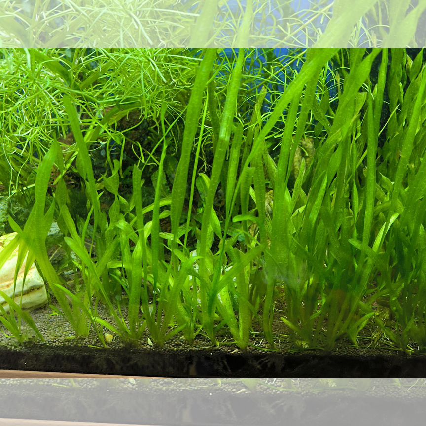 Аквариумные растения прополка