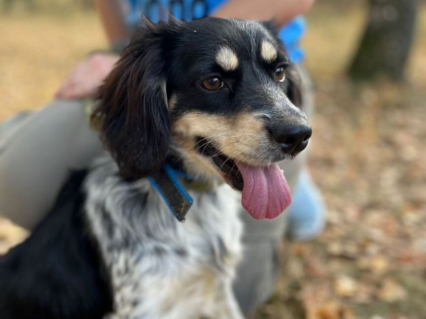 Молодая небольшая собака из приюта в добрые руки