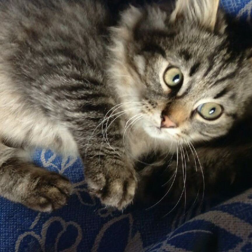 Сибирские котята в добрые руки